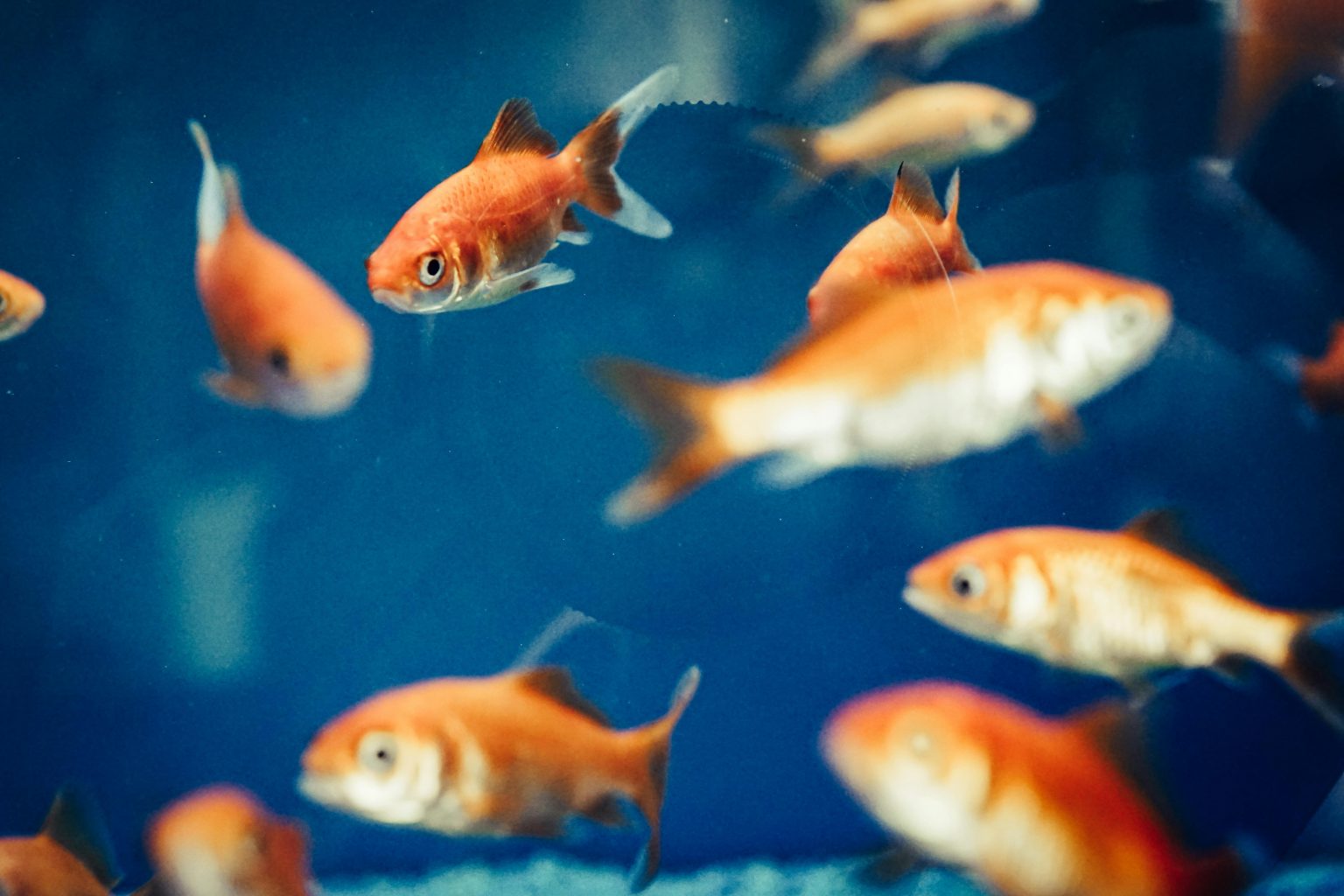 Pisces Sifat: Mengenal Karakter dan Keistimewaan Zodiak Ikan - Kim ...